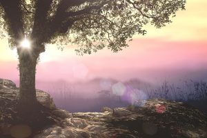 Where Was the Garden of Eden? | Our Longing Back to the Garden NIV Bible